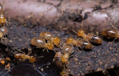 Diphacinone banned due to biases, not facts - Gopher B Gone